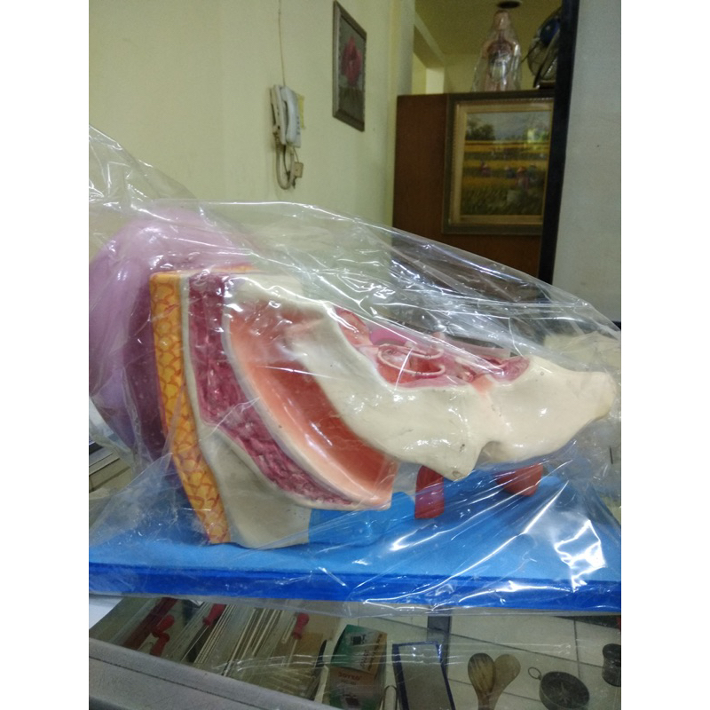 Jual Model telinga manusia peraga pendidikan biologi || torso telinga ...