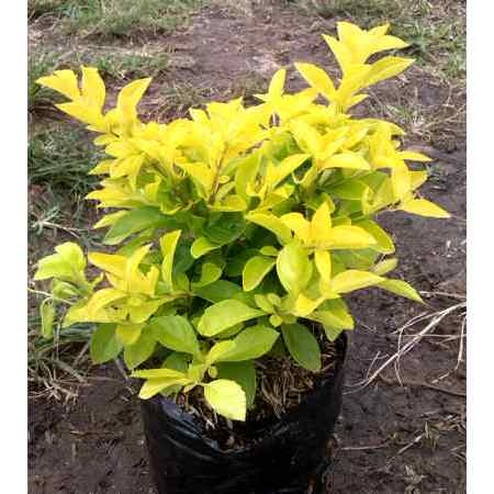 Jual Tanaman Hias Legistrum kuning | Shopee Indonesia