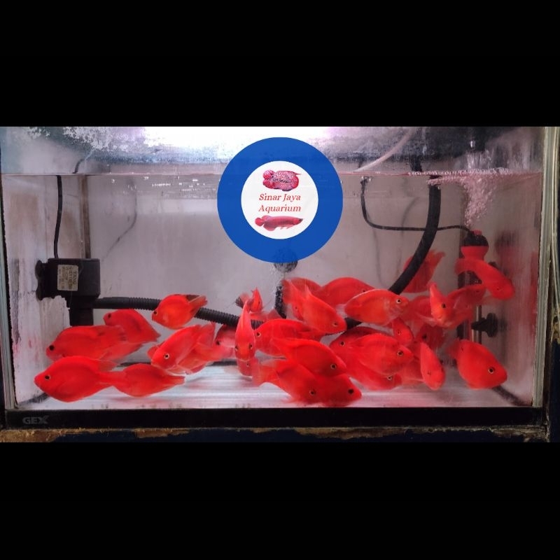 Jual Ikan Red Blue Parrot Tail & No Tail / Ikan Parrot Merah / Blood ...