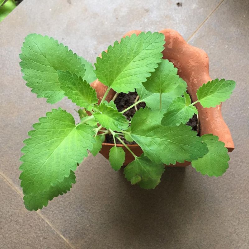 Jual Bibit Tanaman Daun Catnip | Shopee Indonesia