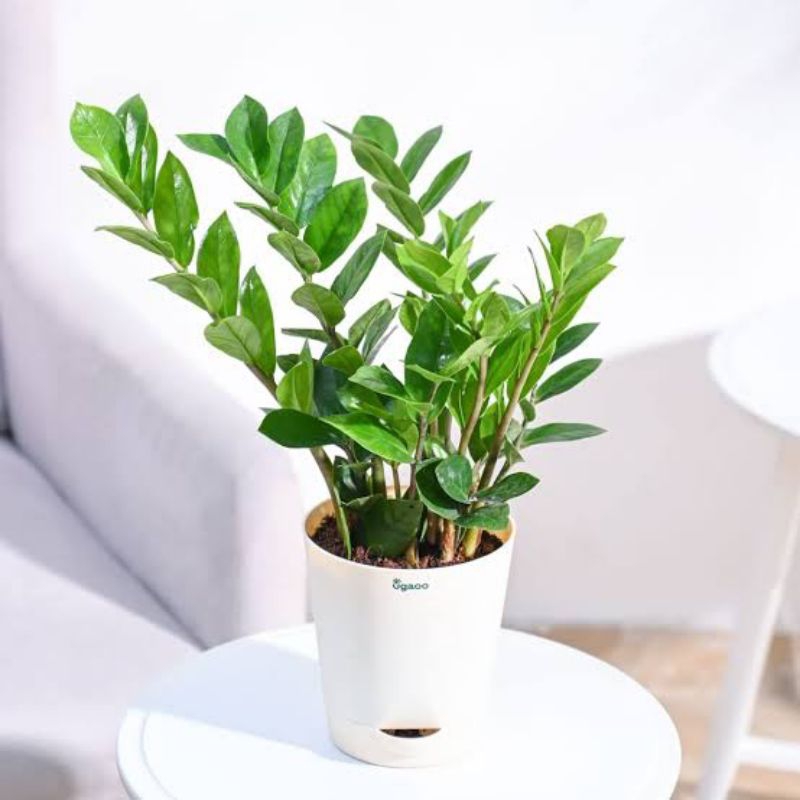 Jual Tanaman Zamia Dolar / Zamia Air Purifer Plant / Zamia Basah ...