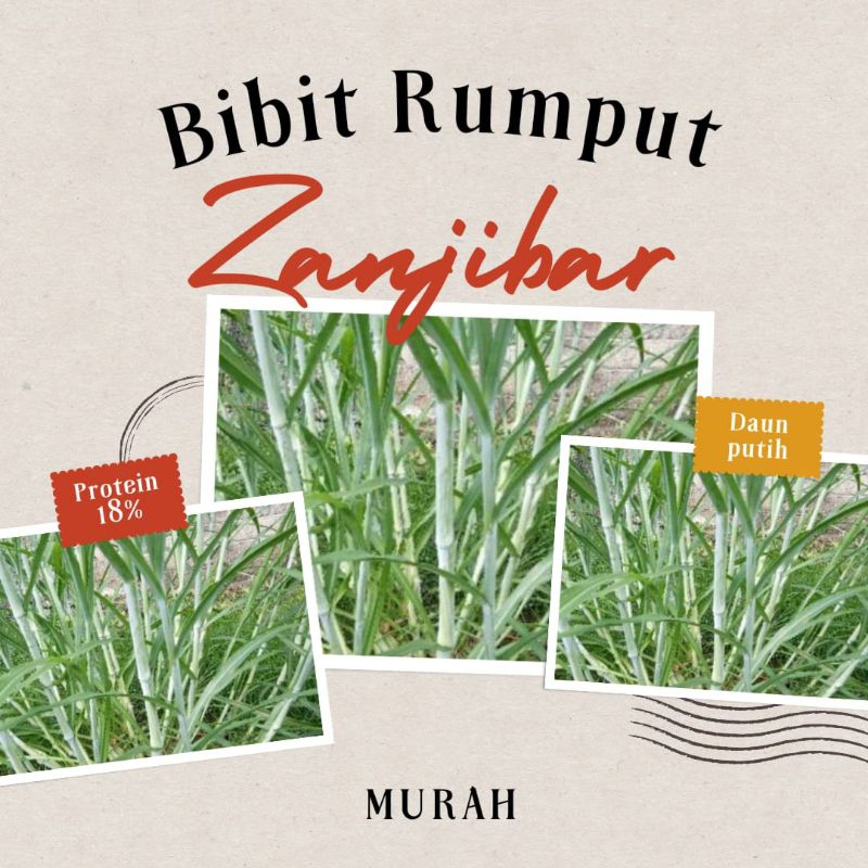 Jual BENIH RUMPUT ZANZIBAR MURAH | Shopee Indonesia