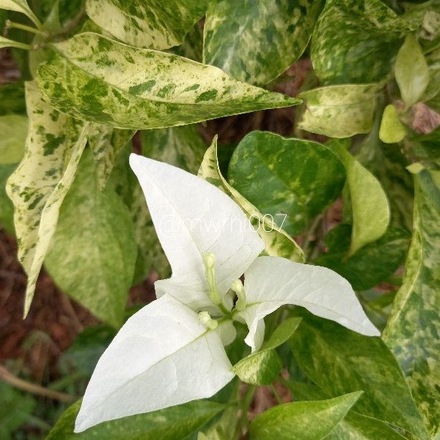 Jual Bibit Bunga Bugenvil Varigata Bangkok Putih Batang Jumbo Bunga