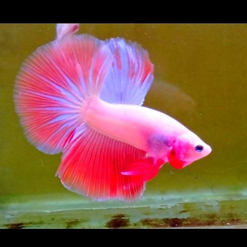 Jual HIASAN AQUARIUM IKAN CUPANG HM PINK HALFMOON PINK CUPANG CANTIK ...