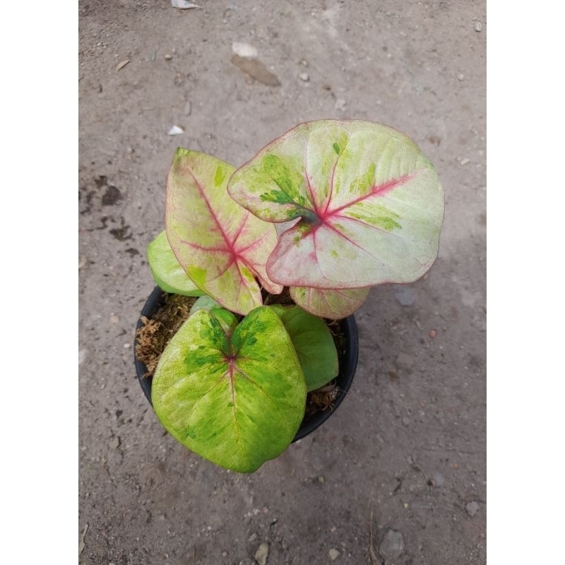 Jual caladium hybrid | Shopee Indonesia