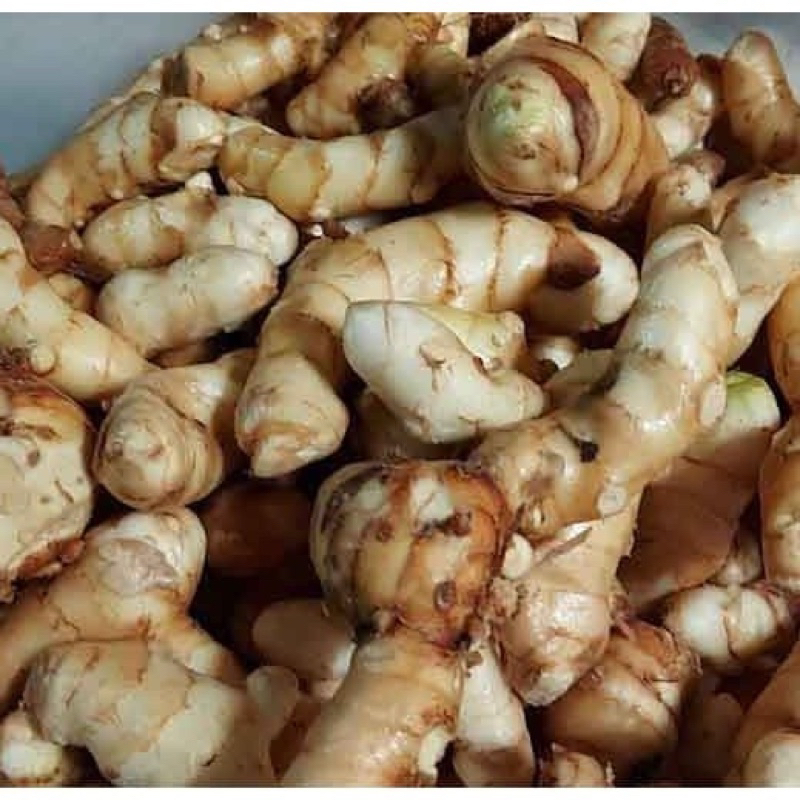Jual KUNYIT PUTIH 1kg | TEMU PUTIH | CURCUMA ZEDOARIA 1Kg | Shopee ...