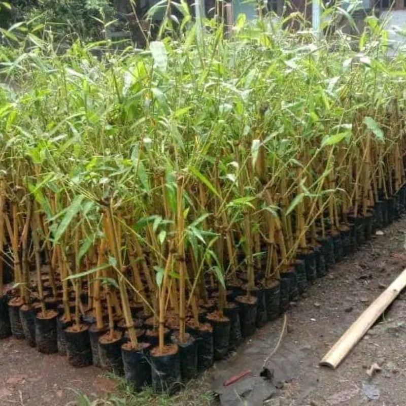 Jual Bambu kuning 100 cm Tanaman hias pengusir setan | Shopee Indonesia