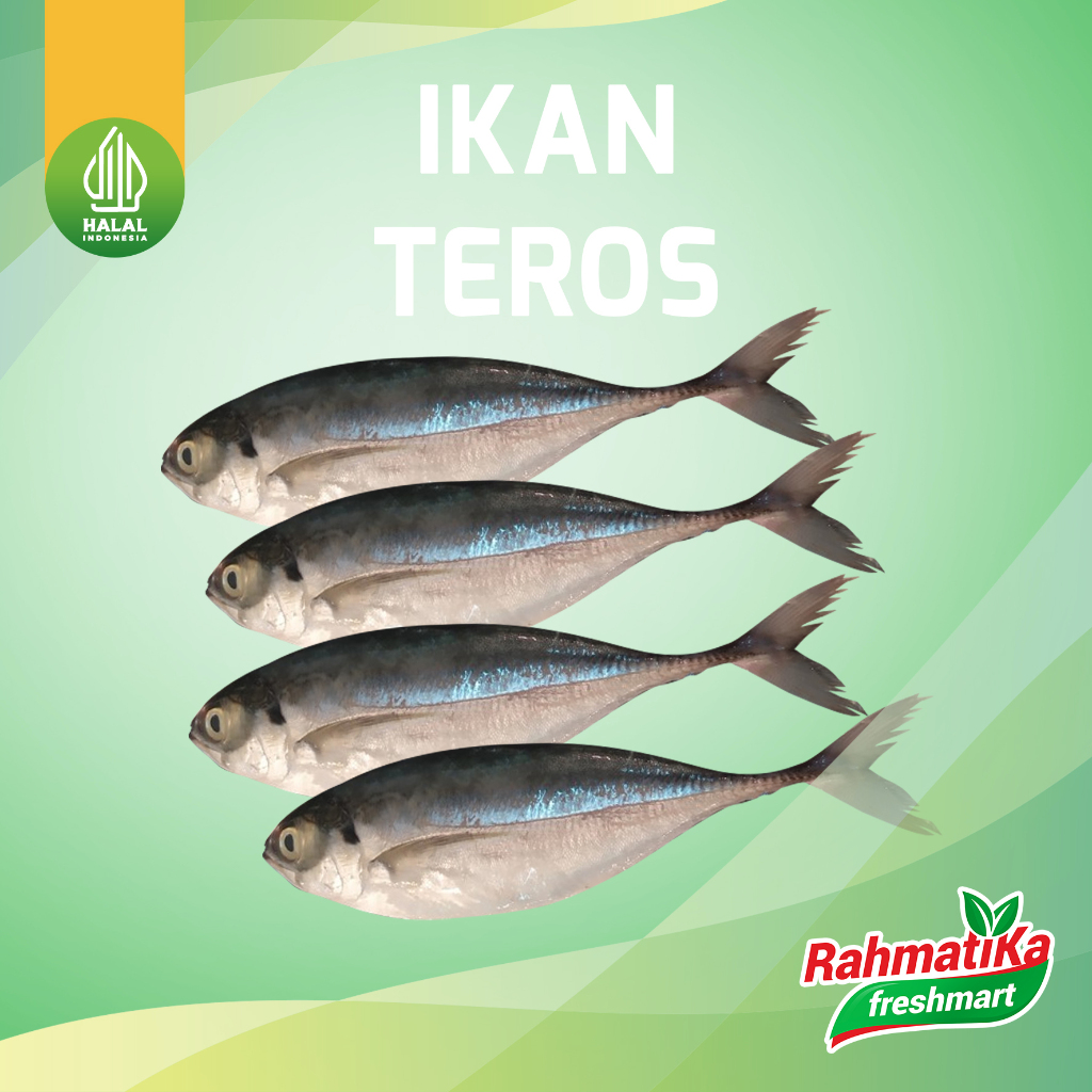 Jual Ikan Kembung Teros / Ikan Teros Segar 1 Kg | Shopee Indonesia