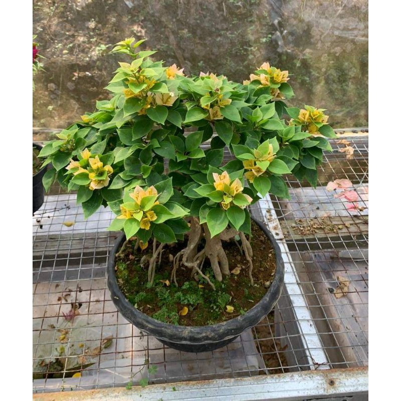 Jual Bunga Bougenville Singapore Kuning Shopee Indonesia