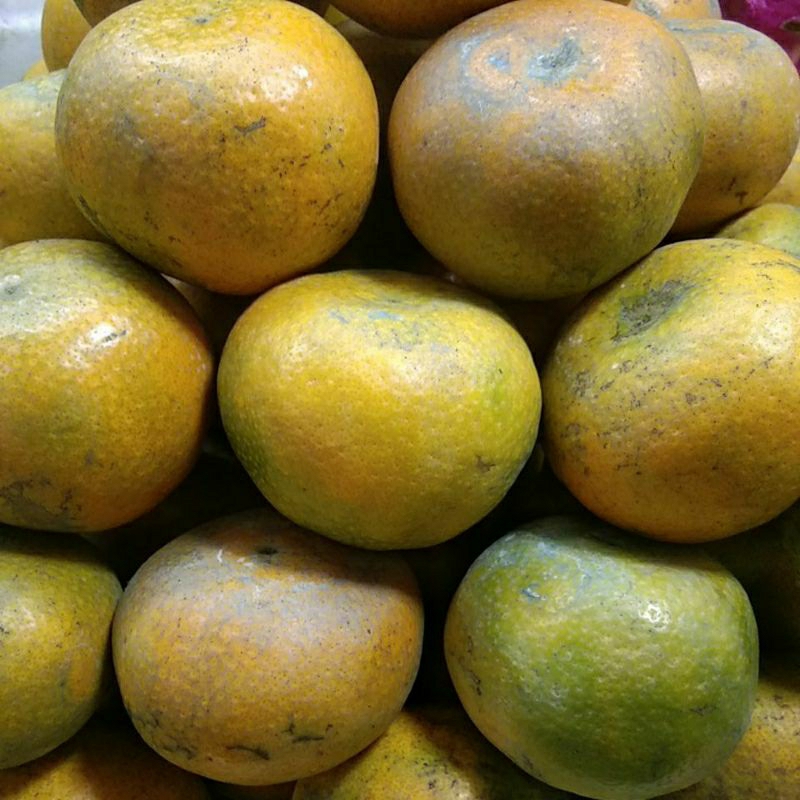 Jual Jeruk medan / jeruk malang madu _ 1kg | Shopee Indonesia