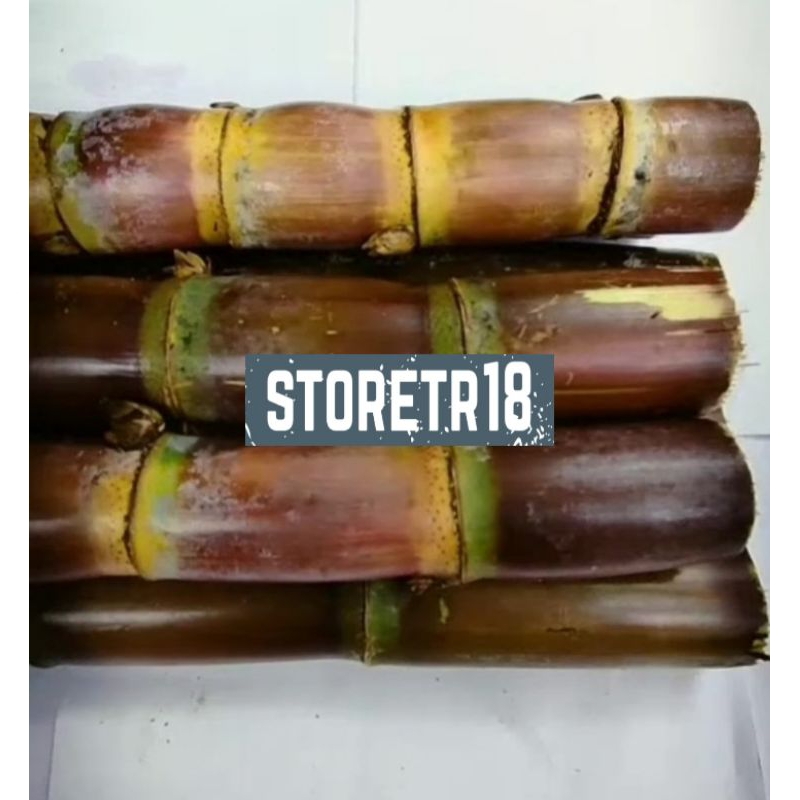 Jual Batang Tebu Merah Segar Per 1 Kg | Shopee Indonesia