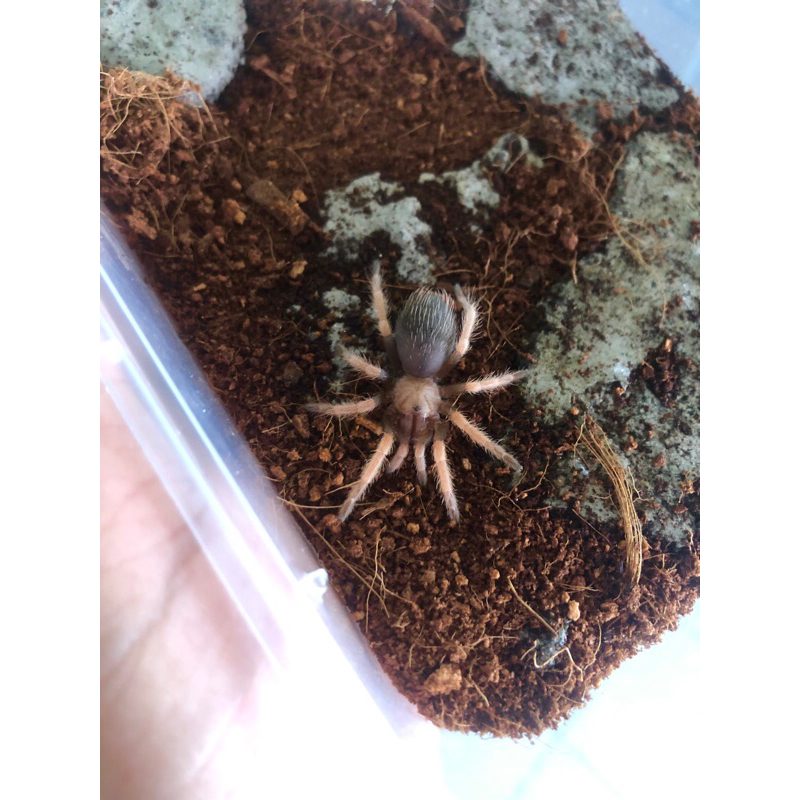 Jual tarantula brachypelma boehmei | Shopee Indonesia