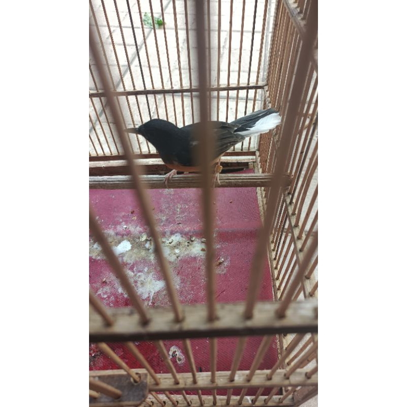 Jual betina murai batu split | Shopee Indonesia