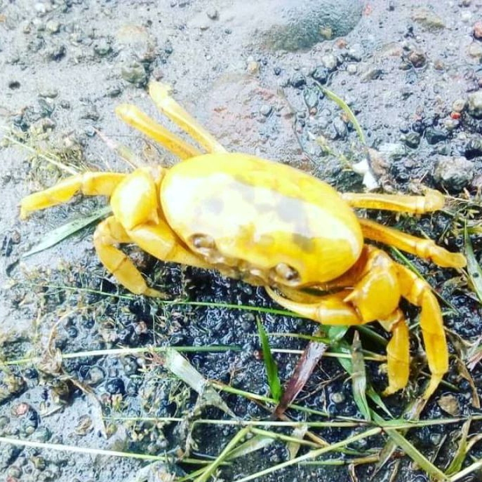 Jual 𝑲𝒆𝒑𝒊𝒕𝒊𝒏𝒈 𝒀𝒖𝒚𝒖 𝑲𝒂𝒏𝒈𝒌𝒂𝒏𝒈 𝑼𝒎𝒑𝒂𝒏 𝑷𝒂𝒏𝒄𝒊𝒏𝒈 | Shopee Indonesia