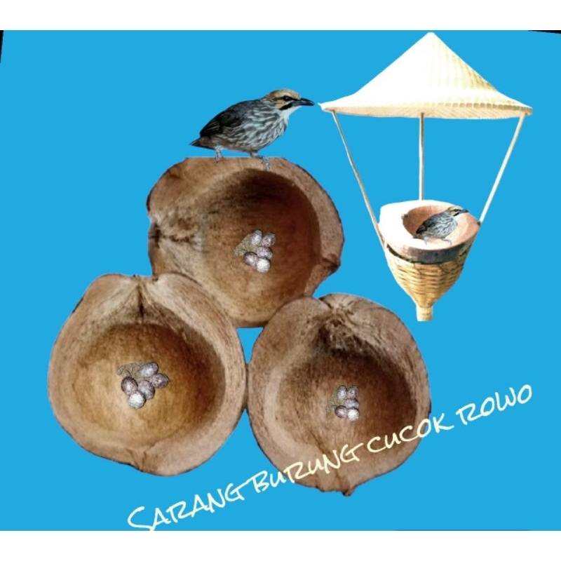 Jual Sarang Burung Dari Sabut Kelapasarang Burung Cucak Rawa Shopee Indonesia 
