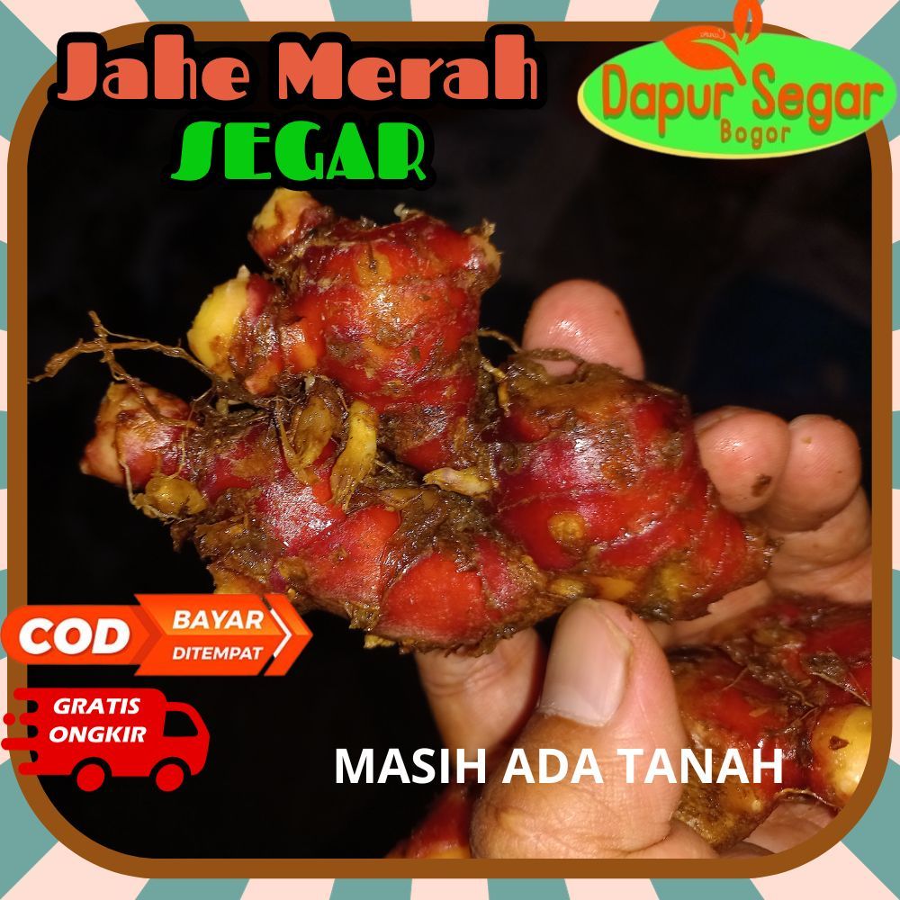 Jual jahe merah 1kg jahe merah segar jahe merah jahe merah segar 1kg ... Jual jahe merah 1kg jahe merah segar jahe merah jahe merah segar 1kg ...