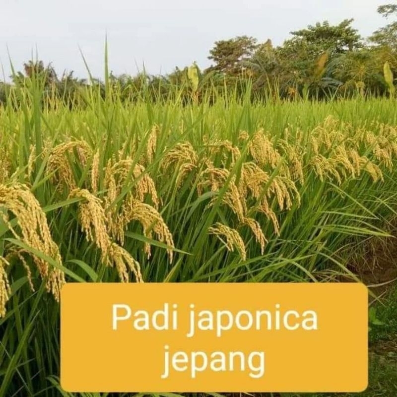 Jual Padi Japonica padi Jepang asli 1 kg | Shopee Indonesia