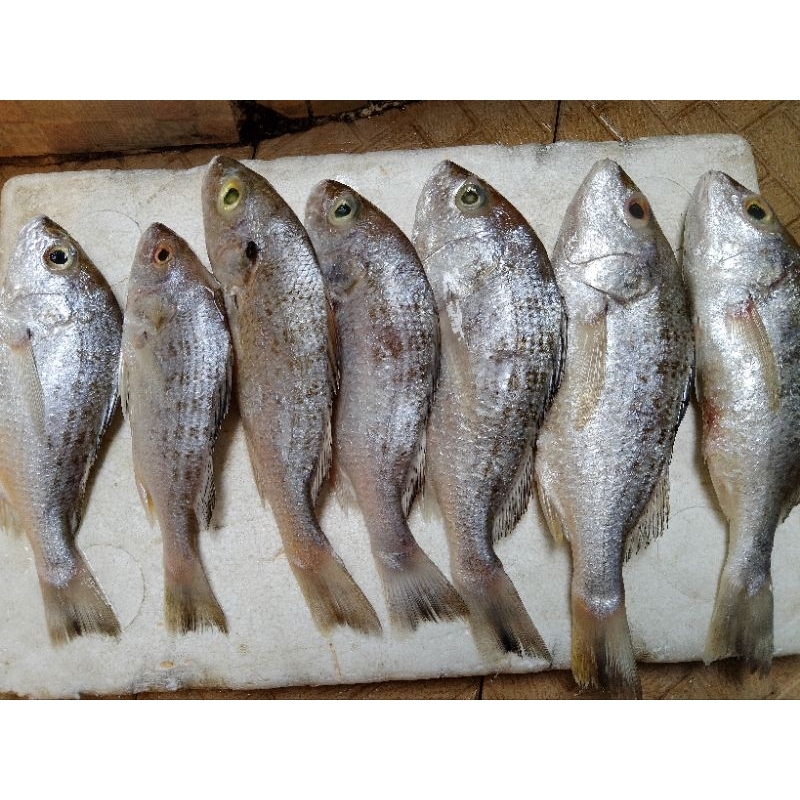 Jual ikan gerot segar dan bergizi | Shopee Indonesia