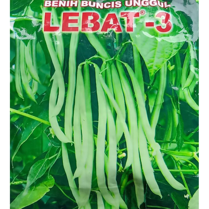 Jual 100 gr BENIH BUNCIS LEBAT 3 ( Kemasan Repack ) | Shopee Indonesia