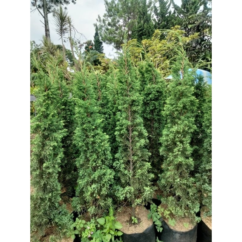 Jual Cemara Pua Pua/Pohon Natal 1,5meter | Shopee Indonesia