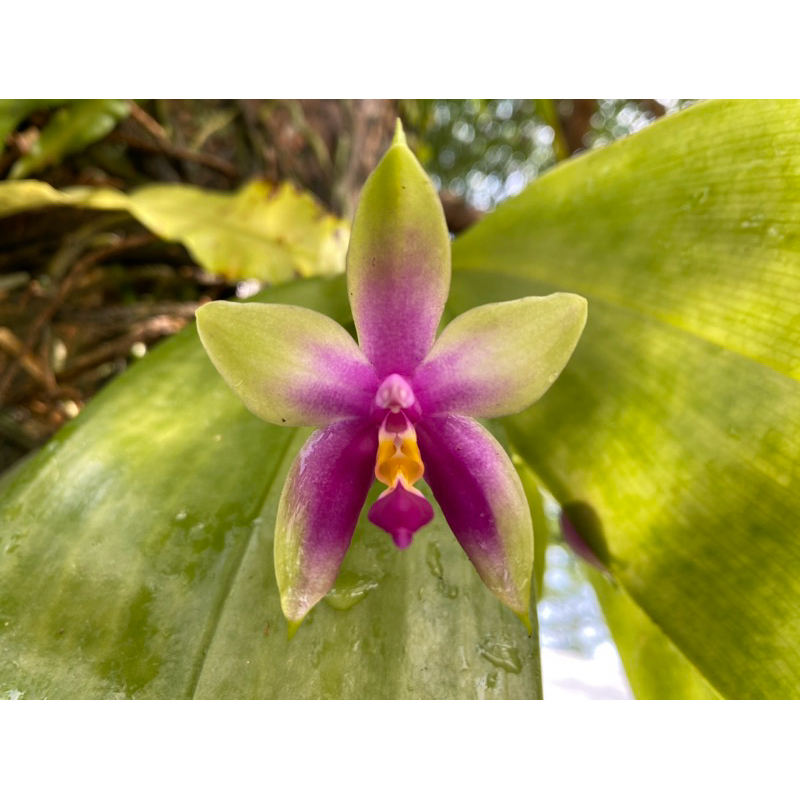 Jual phalaenopsis bellina | Shopee Indonesia Jual phalaenopsis bellina | Shopee Indonesia