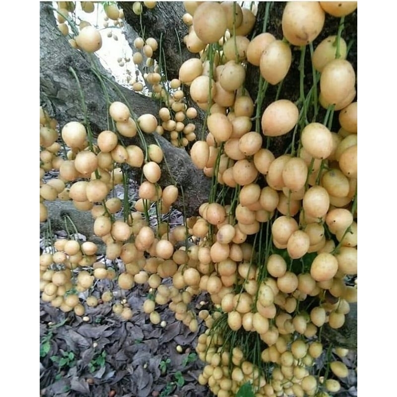 Jual Bibit tanaman buah menteng/kepundung/rambai merah (Baccaurea ...