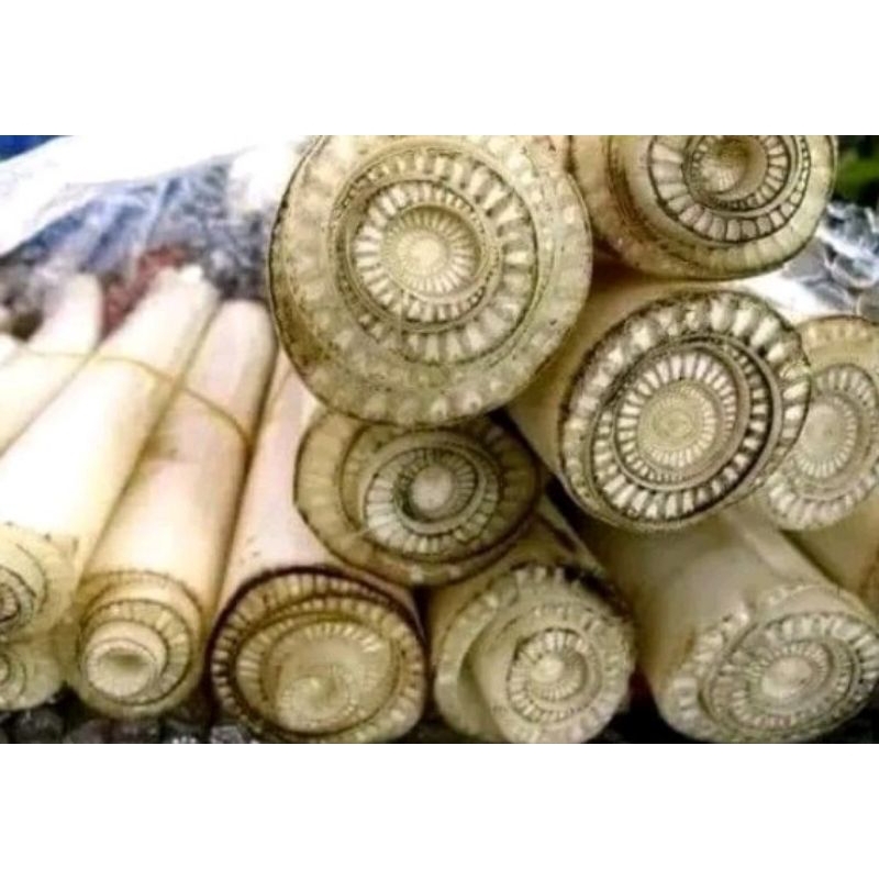 Jual gedebog pisang ukuran 1kg / batang pisang / gesebog pisang ...