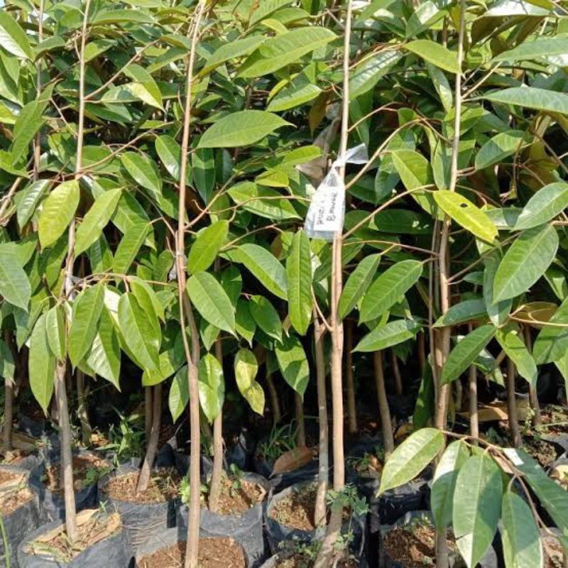 Jual bibit durian bawor okulasi ukuran 70cm | Shopee Indonesia