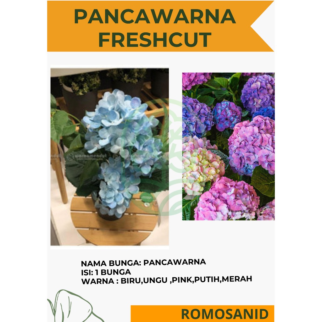 Jual Pancawarna Fresh Cut Bunga Potong Segar Hortensia Hydrangea ...