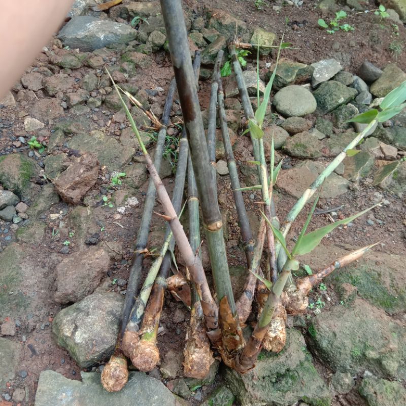 Jual Tanaman hias stek bambu hitam | Shopee Indonesia