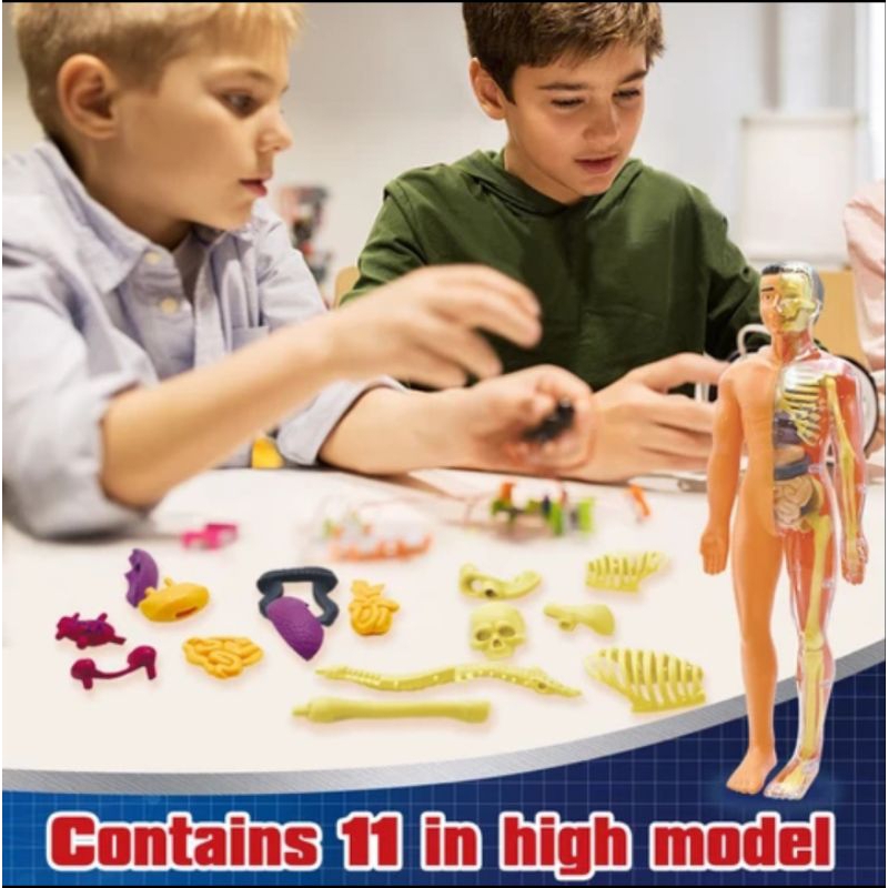 Jual Tengkorak, Human Body Toys Mainan Edukasi, Belajar anatomi ...