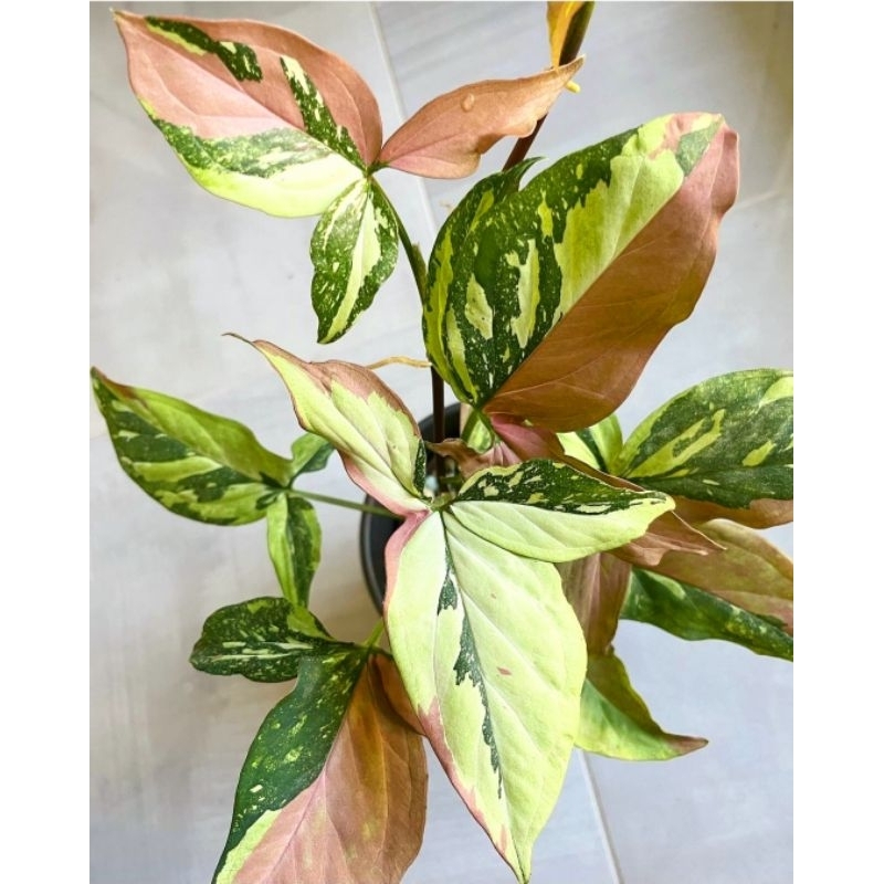 Jual Syngonium Pink Splash Tree Colour Tanaman Hias Syngonium Singonium ...