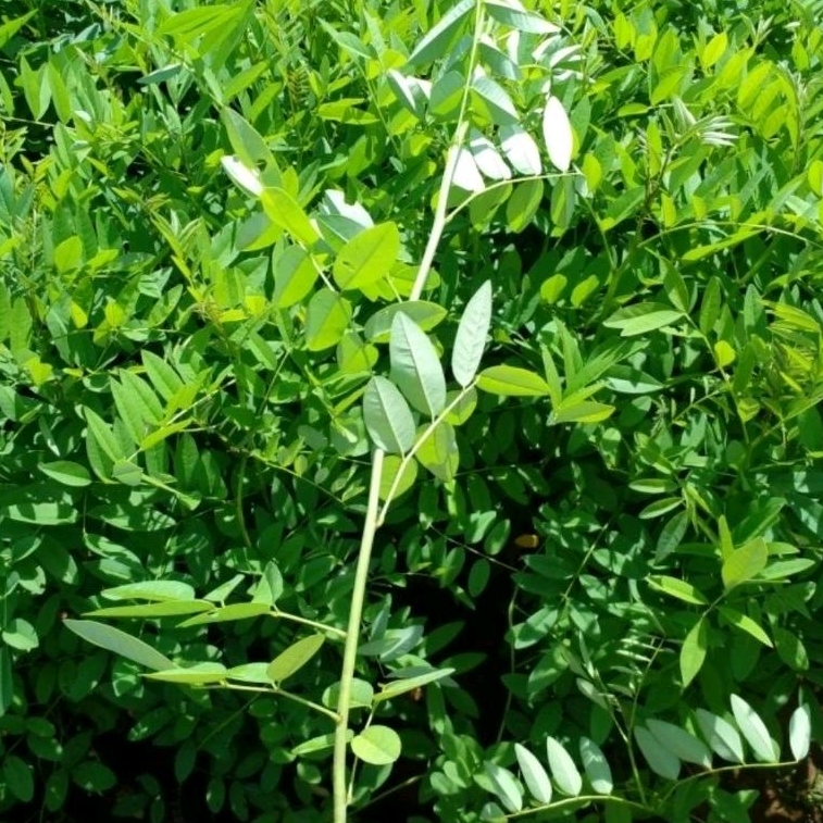 Jual bibit indigofera siap tanam / pakan ternak hewan bergizi | Shopee ...