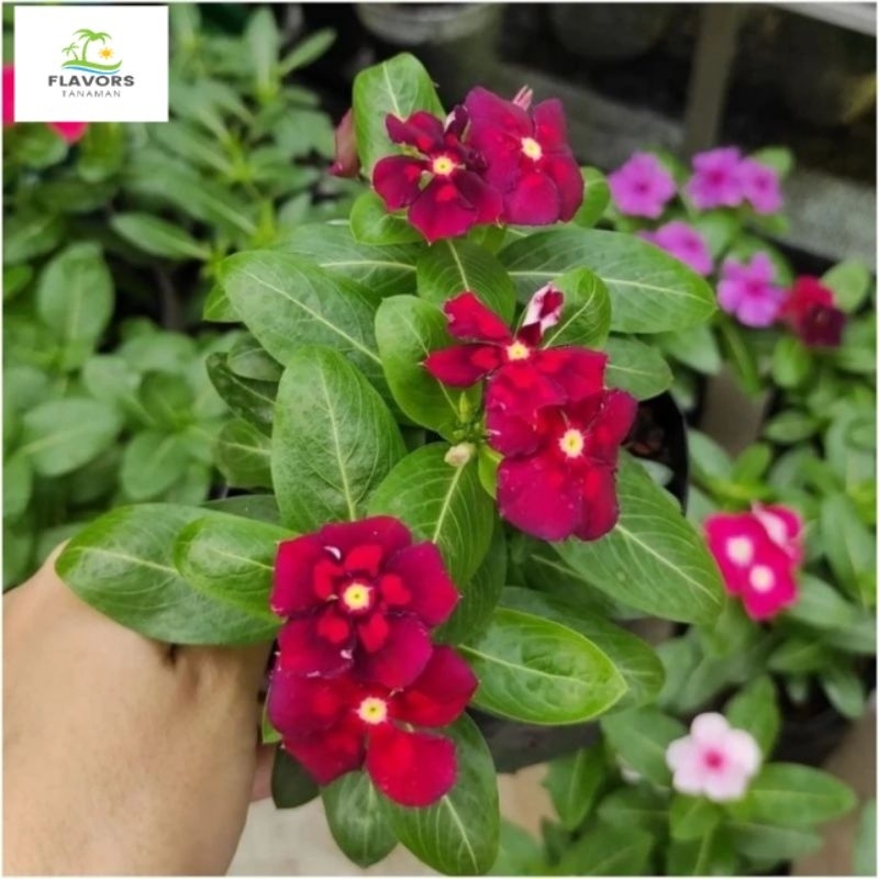 Jual TANAMAN HIAS VINCA HYBRID - RED V9 - TAPAK DARA BUNHA MERAH MAROON ...