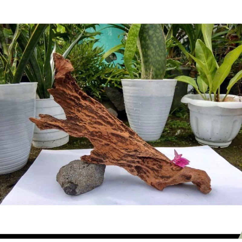 Jual kayu rentek aquascape | Shopee Indonesia