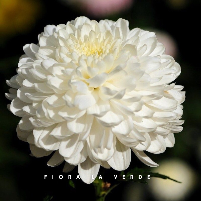 Jual Bunga gompie putih - Bunga potong / Cutflower / Bunga segar ...