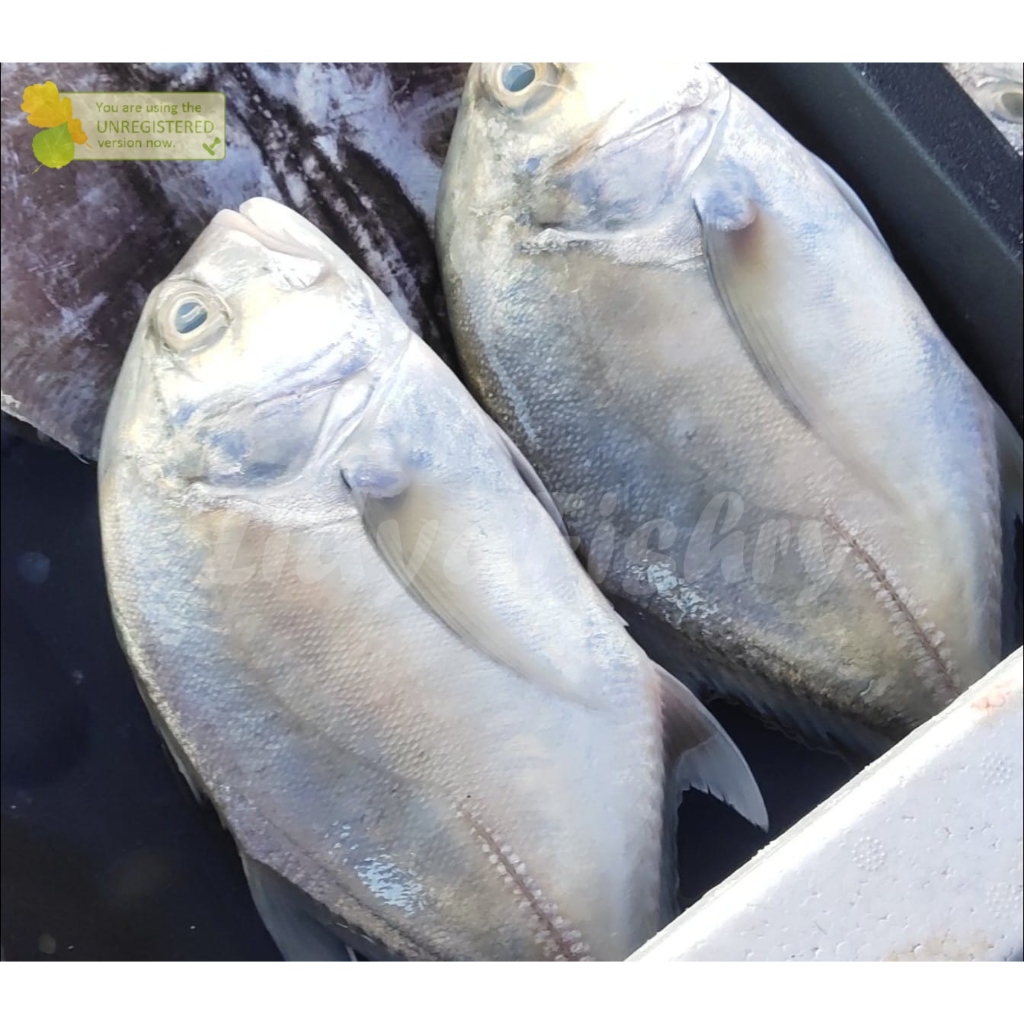 Jual Ikan Kuwe 1Kg Ikan Kuwe Segar Ikan Kuwe Gt Ikan Kue Seafood Ikan ...