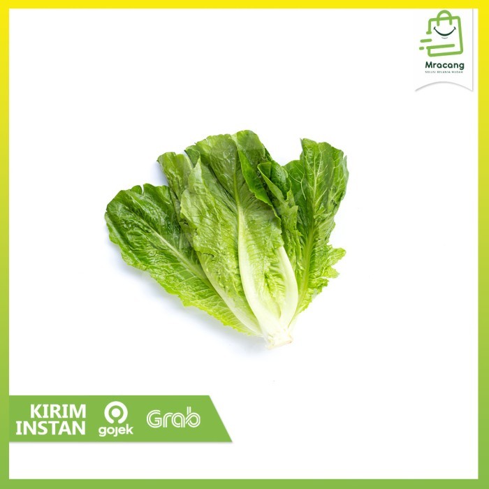 Jual Romaine / Selada Romaine / Lettuce Romaine | Shopee Indonesia