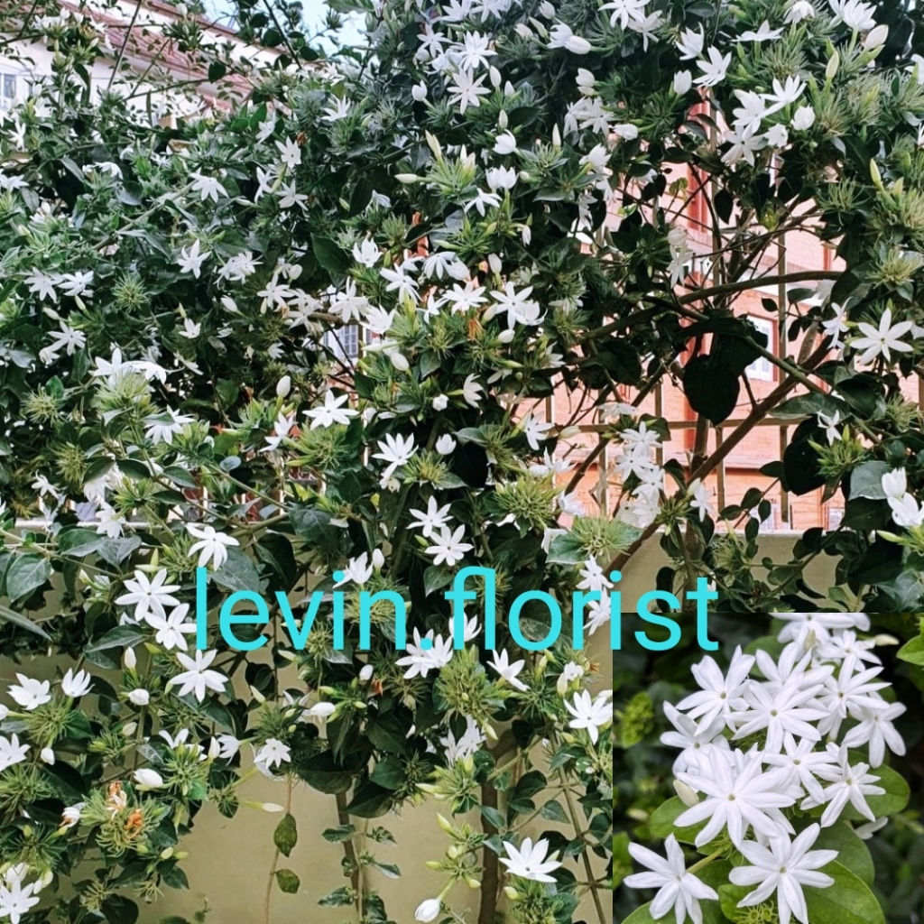 Jual Jasminum multiflorum / bibit tanaman hias bunga melati jasmin ...