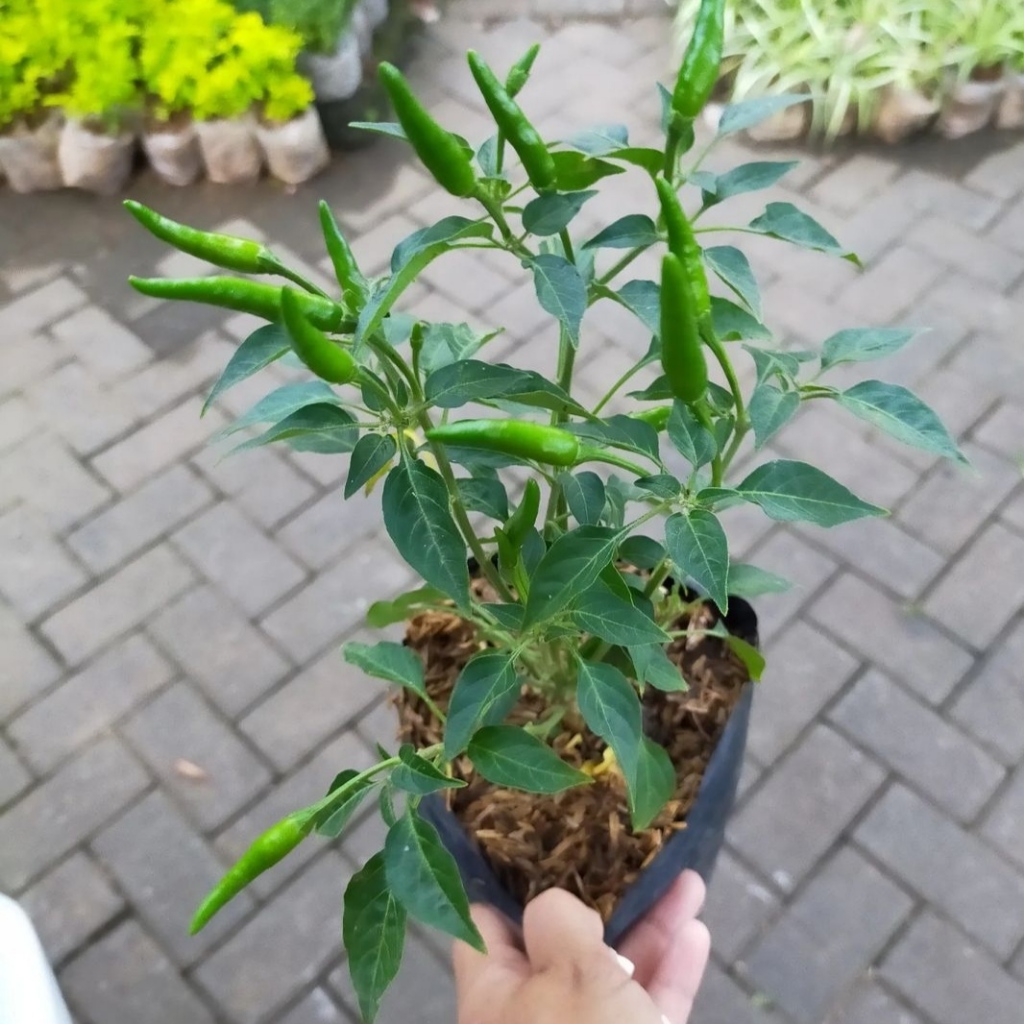 Jual Capsicum / cabai cabe lombok rawit lalap / bibit tanaman hias ...