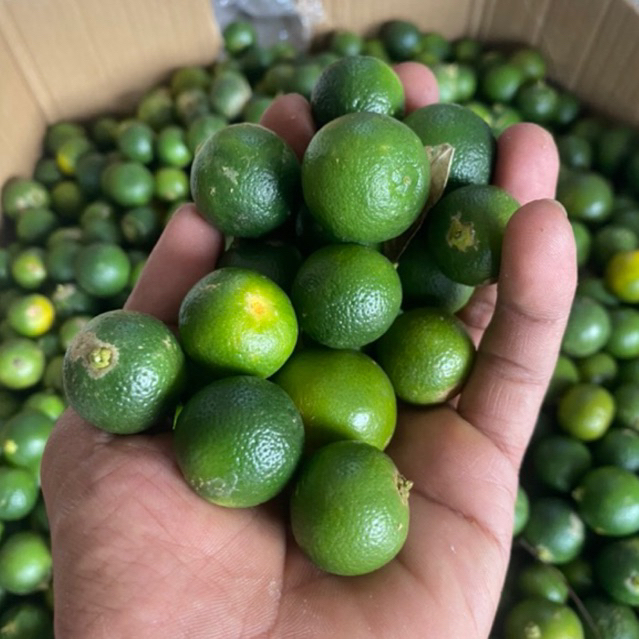 Jual BUAH JERUK SONKIT / JERUK KIETNA / LEMON CUI / JERUK KASTURI ...
