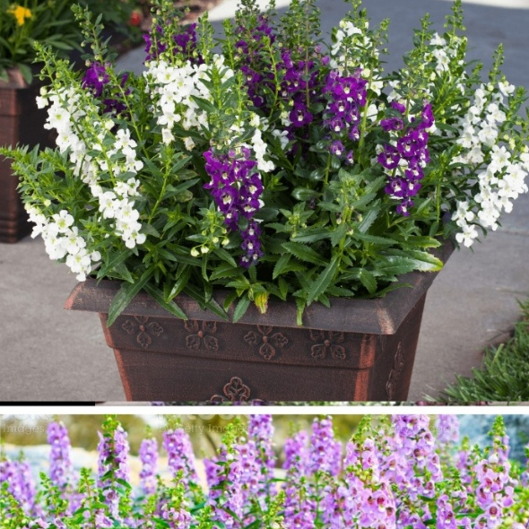 Jual Tanaman Bunga Lavender Angelonia / Tanaman Lavender Hias Angelonia ...