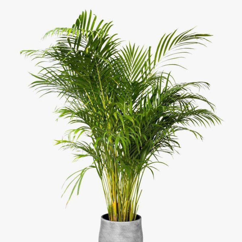 Jual ( BISA COD ) Tanaman Hias Palem Kuning Tinggi 1'Meter / Pohon Palm ...