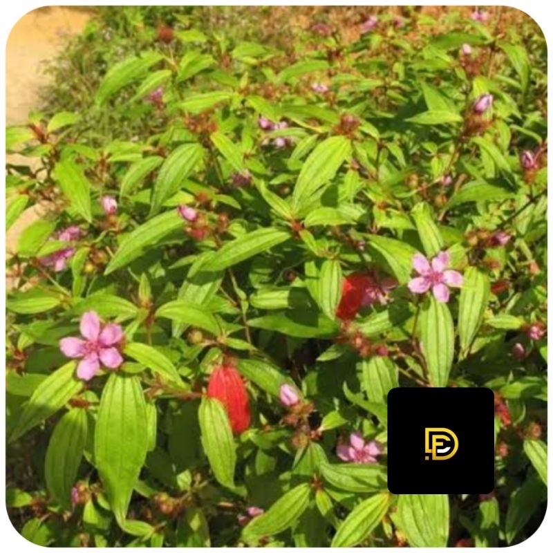 Jual Daun senduduk daun senggani daun harendong segar 500 gram | Shopee ...