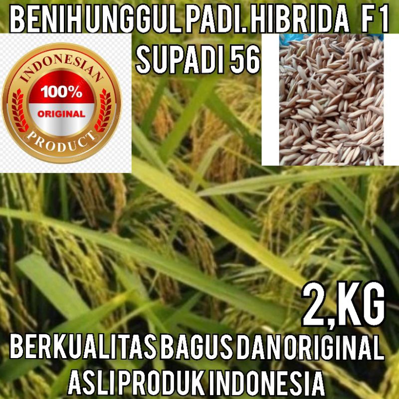 Jual NEW BENIH PADI SUPADI UNGGUL 56 HIBRIDA F,1 | Shopee Indonesia