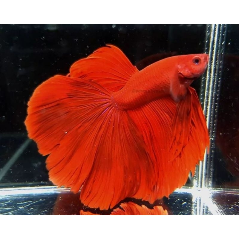 Jual cupang halfmoon super red size jumbo | Shopee Indonesia
