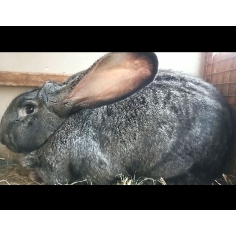 Jual Kelinci Germaint Giant Dewasa | Shopee Indonesia