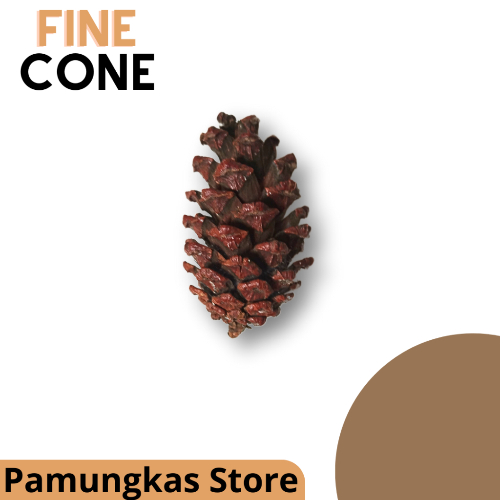 Jual Bunga Biji Pinus Kering Besar - Fine Cone - Kembang Pinus | Shopee ...