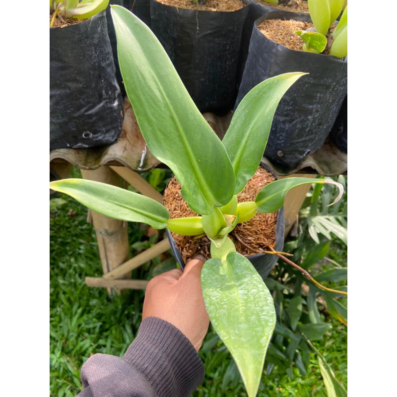 Jual philodendron martianum (philo katak) | Shopee Indonesia