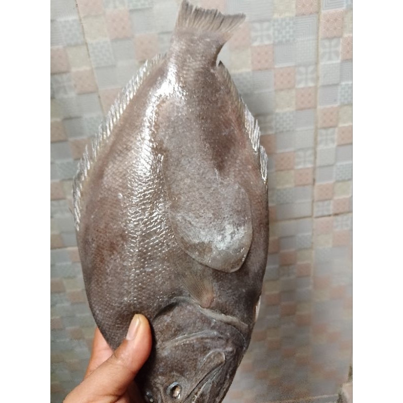 Jual ikan pihi (muka sebelah) | Shopee Indonesia